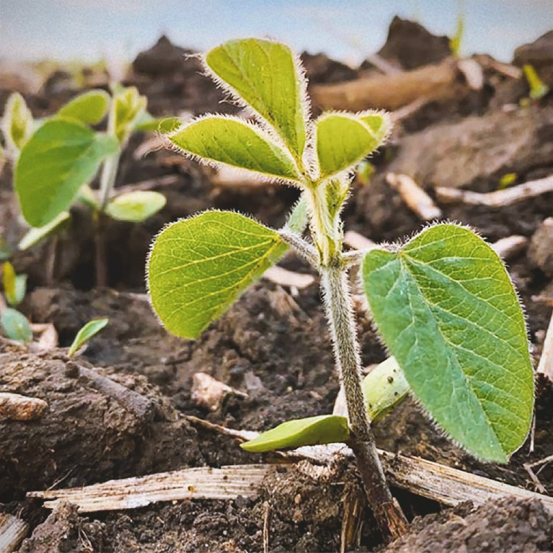 High Oleic Soybeans | United Soybean Board