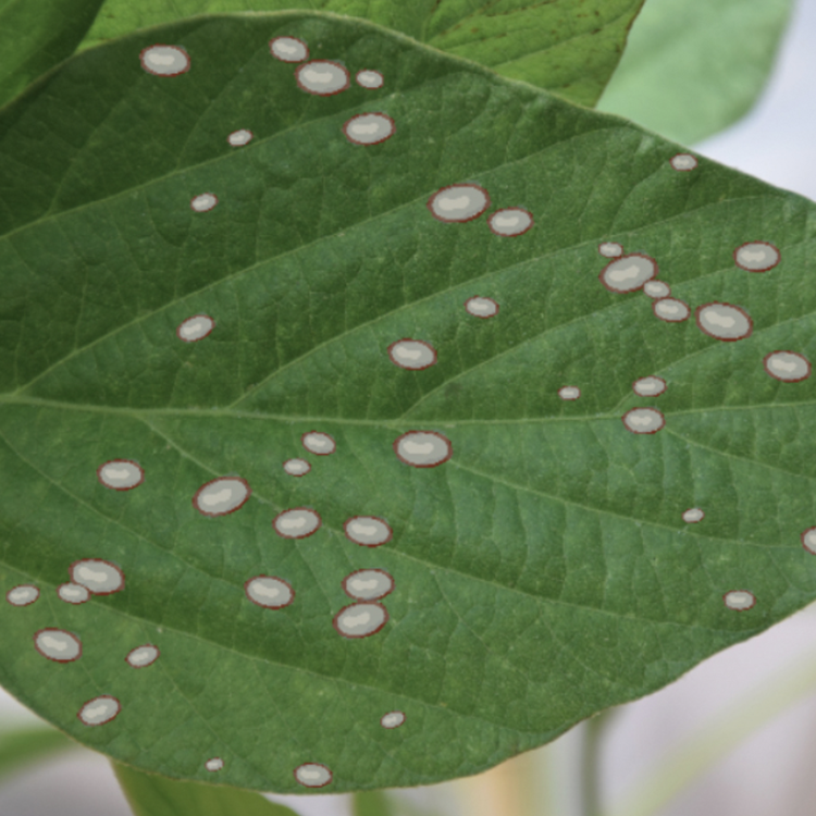 Better Together: The Crop Protection Network | United Soybean Board