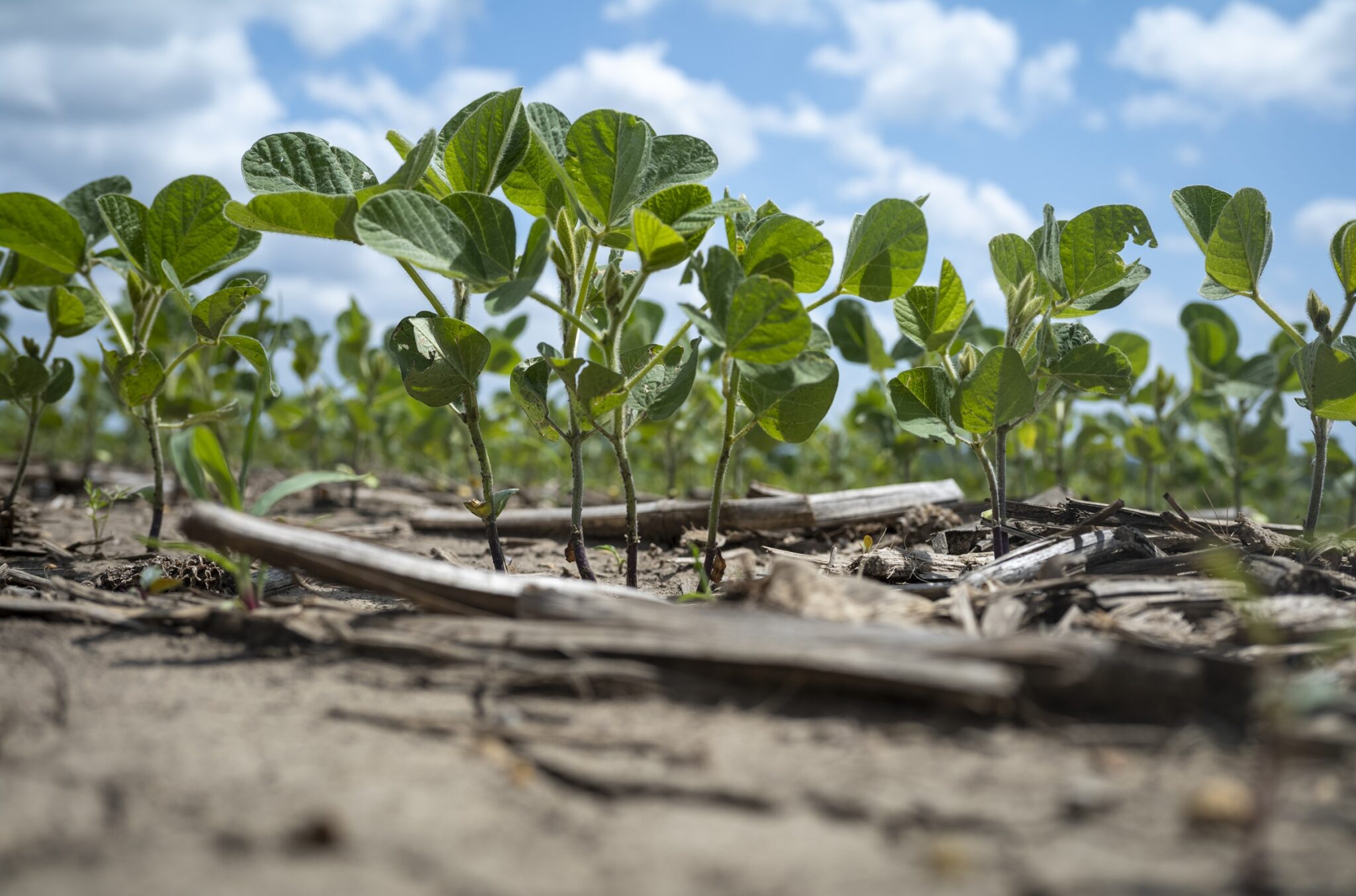 Total U.S. Soy Exports Add $39.8 Billion to U.S. Economy in Marketing ...