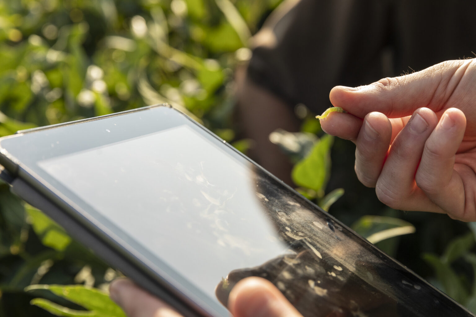 Soy Checkoff launches Soy Farmer Support Hub to help navigate current ...